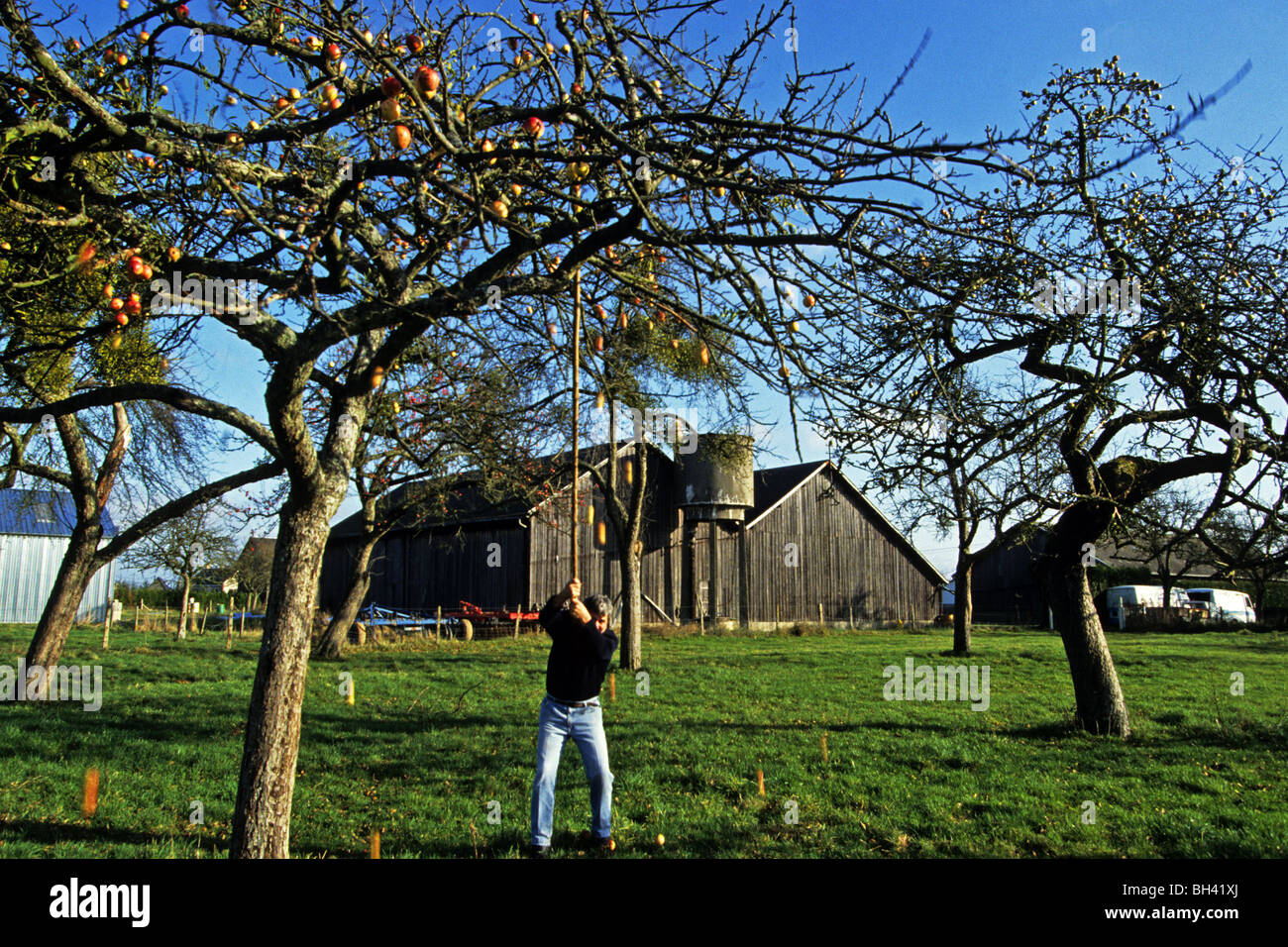 Cultivator cider maker gathering apples hi-res stock photography and ...