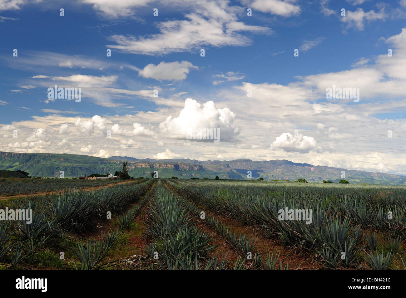 landscape of mexico with blue agave fields Stock Photo - Alamy