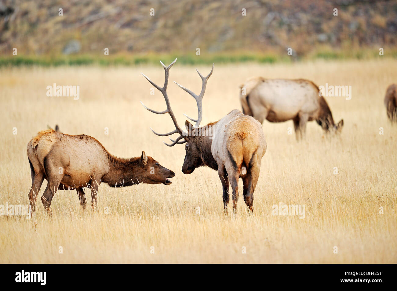 Group of wapiti hi-res stock photography and images - Alamy
