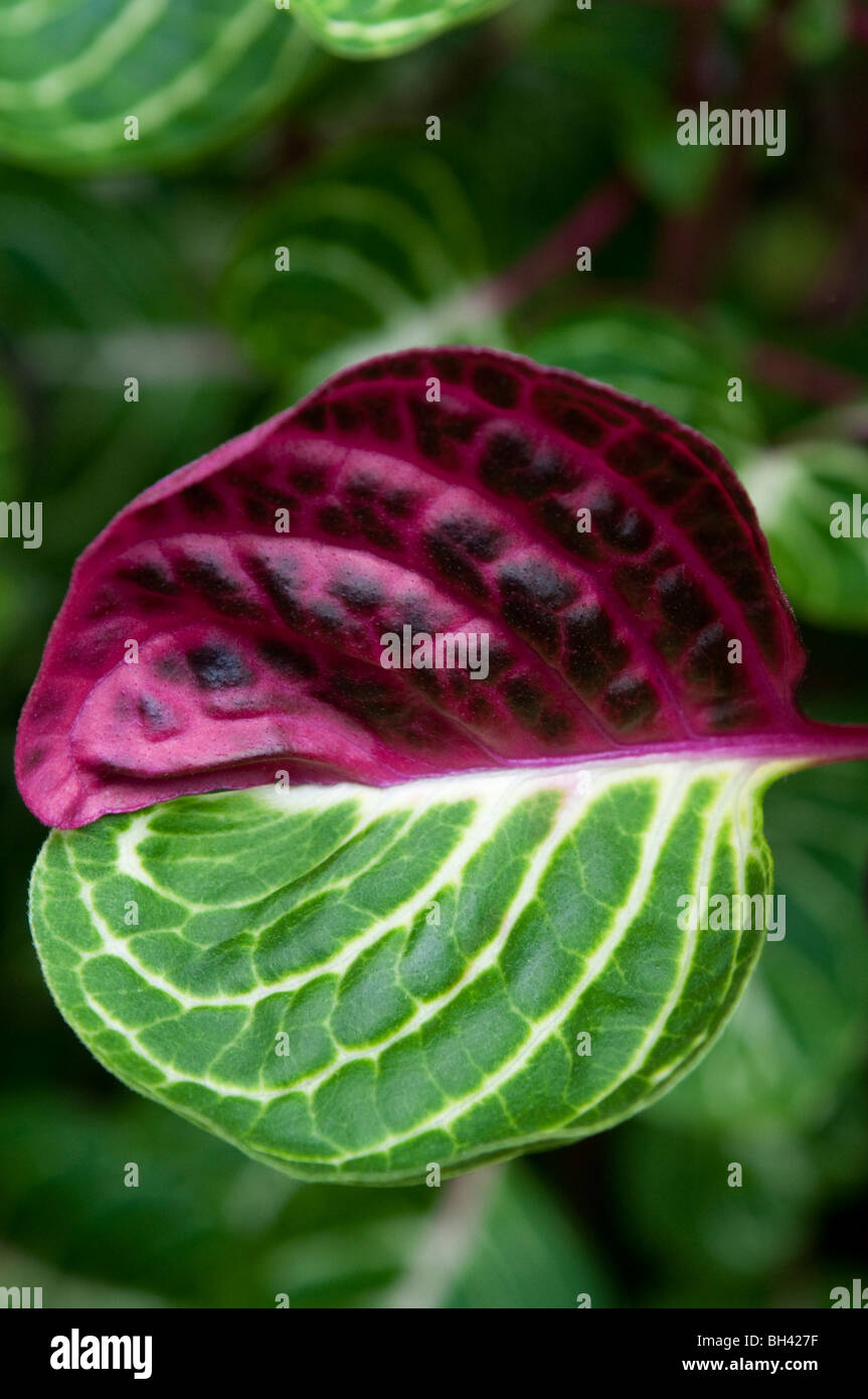 Red and green leaf Stock Photo - Alamy