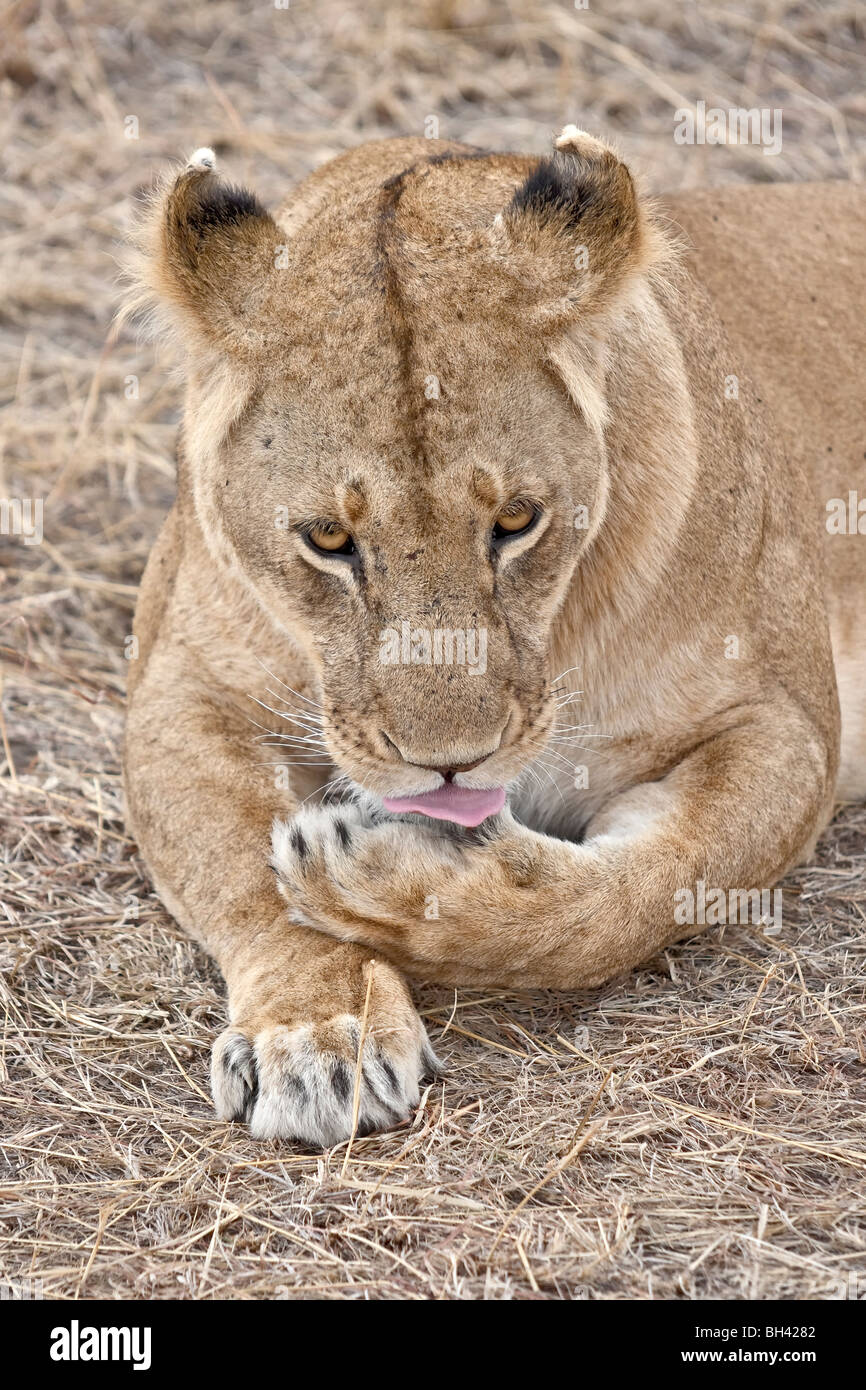 Female African Lion grooming and resting Stock Photo - Alamy