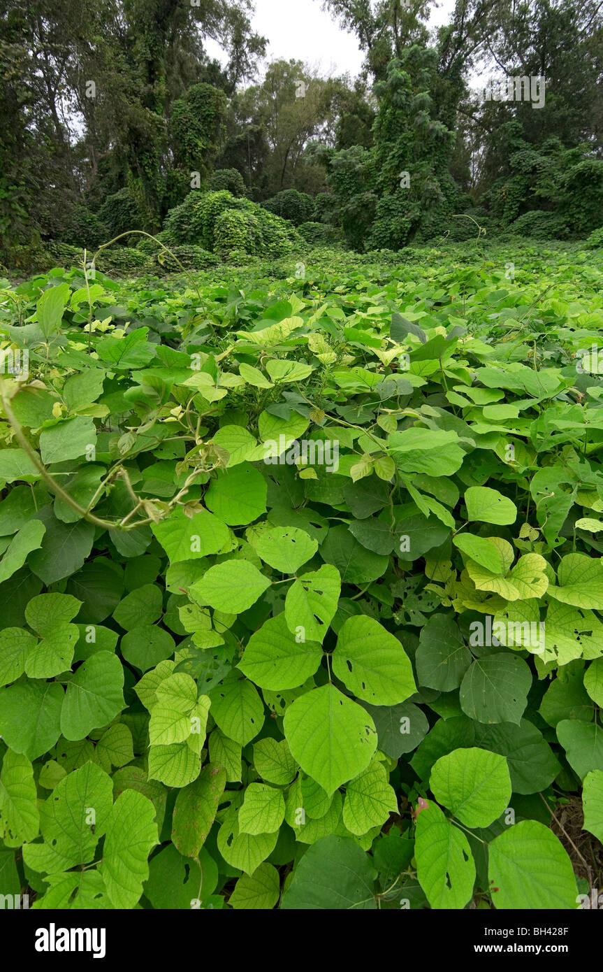 Kudzu hi-res stock photography and images - Alamy