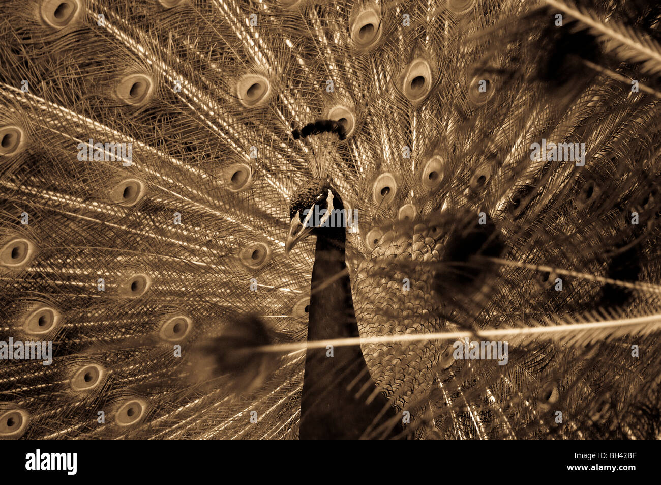 Peacock markings hi-res stock photography and images - Alamy