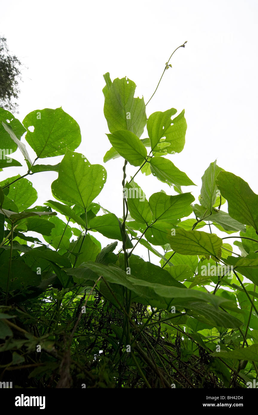 Kudzu hi-res stock photography and images - Alamy