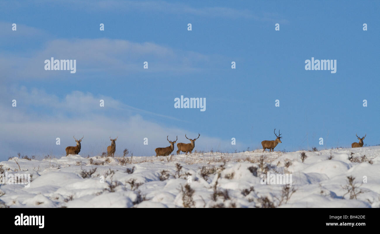 Scottish stags hi-res stock photography and images - Alamy