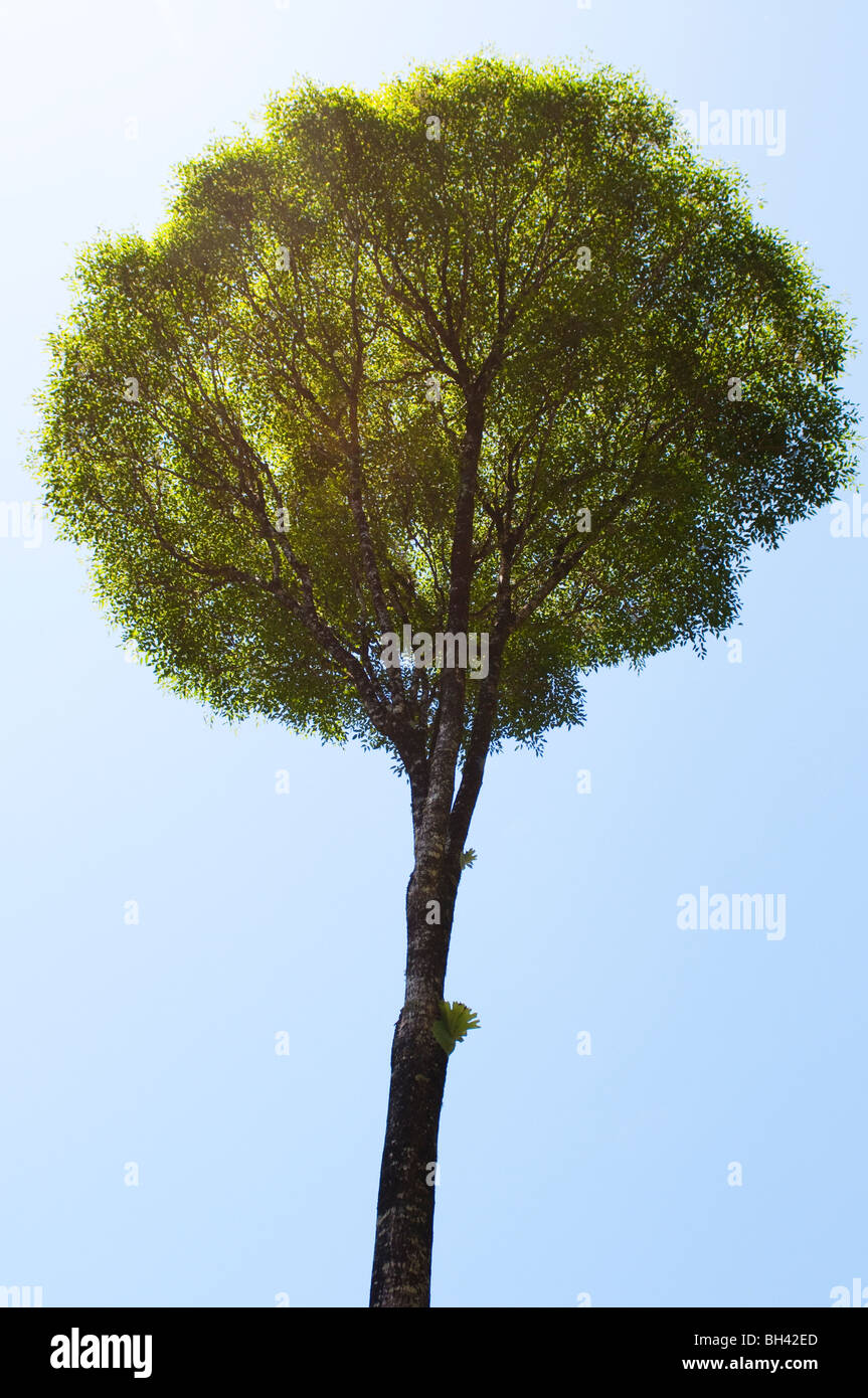 Form of the tree Cut Out Stock Images & Pictures - Alamy