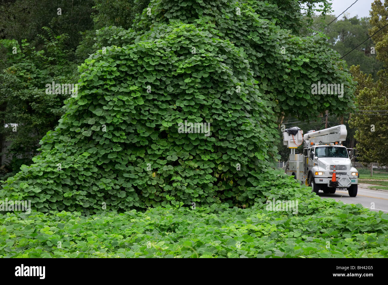 kudzu vines cover landscape in High Springs Florida Stock Photo - Alamy