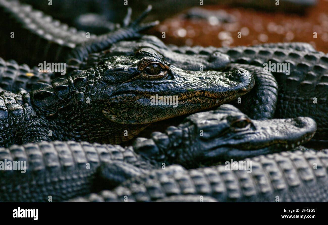 American alligator mississippiensis alligator hi-res stock photography ...