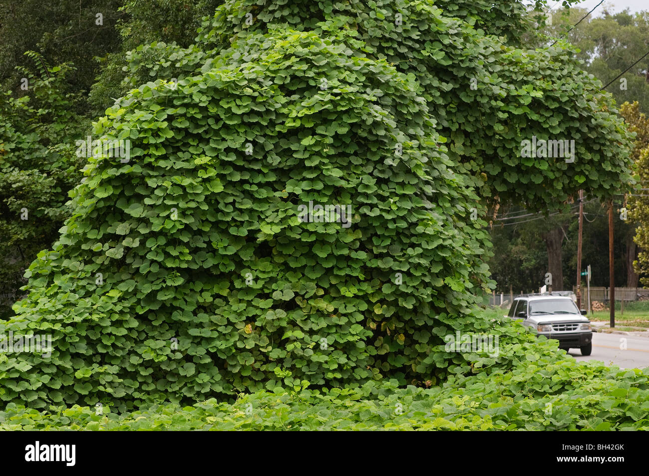 Kudzu hi-res stock photography and images - Alamy
