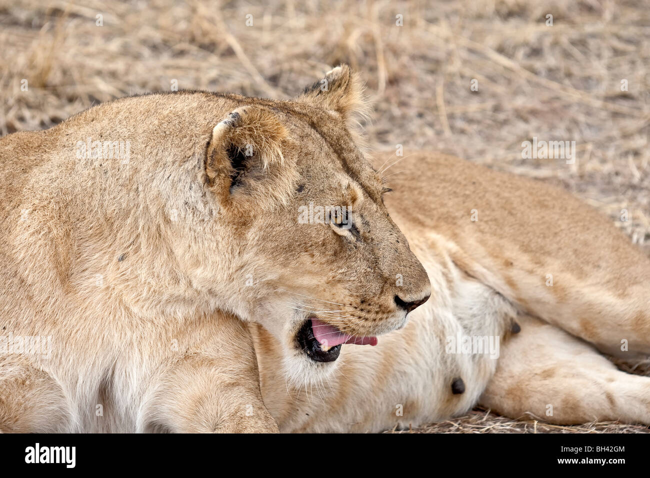 Female African Lion grooming and resting Stock Photo - Alamy