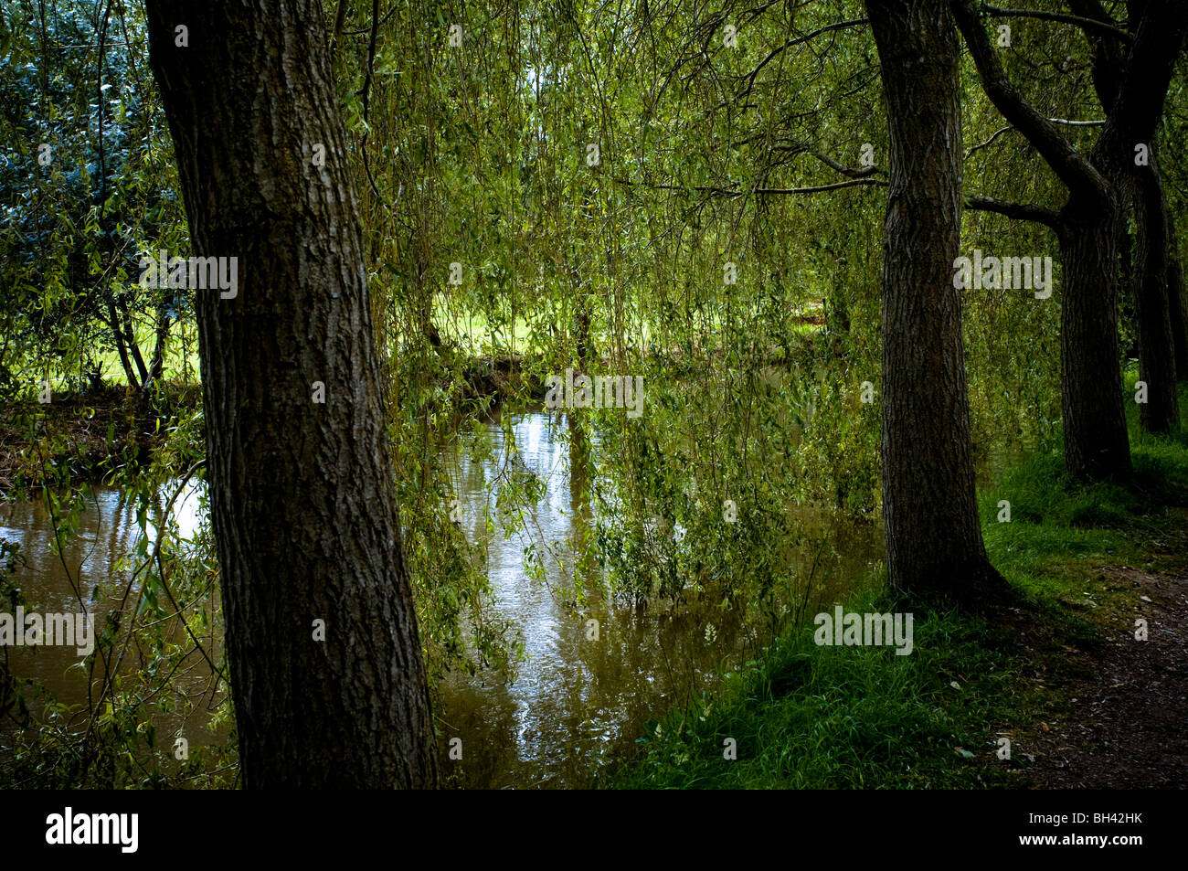Willow trees in Enchanted Forest, Groombridge, Kent, UK Stock Photo - Alamy