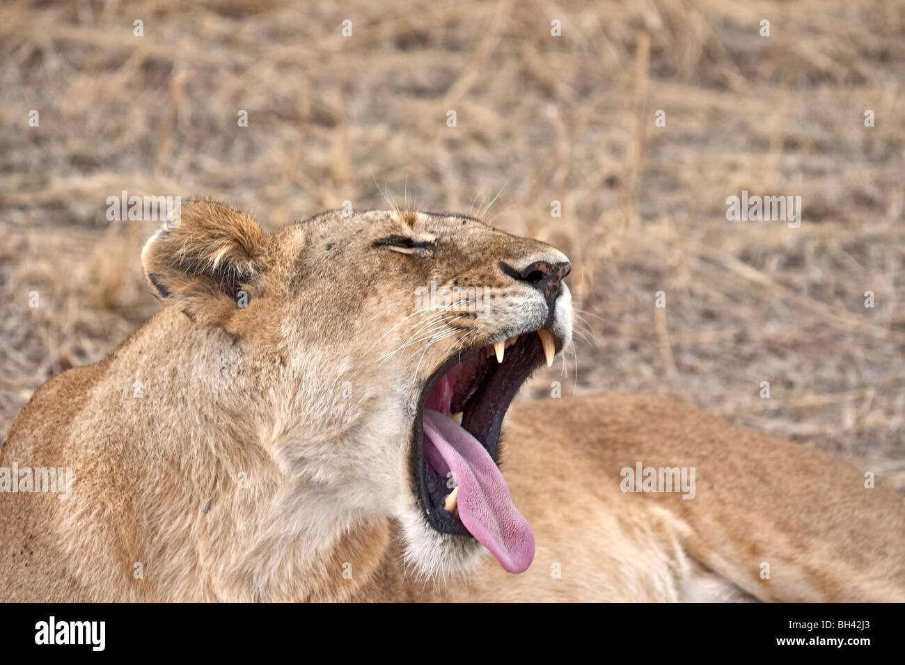 Female African Lion grooming and resting Stock Photo - Alamy