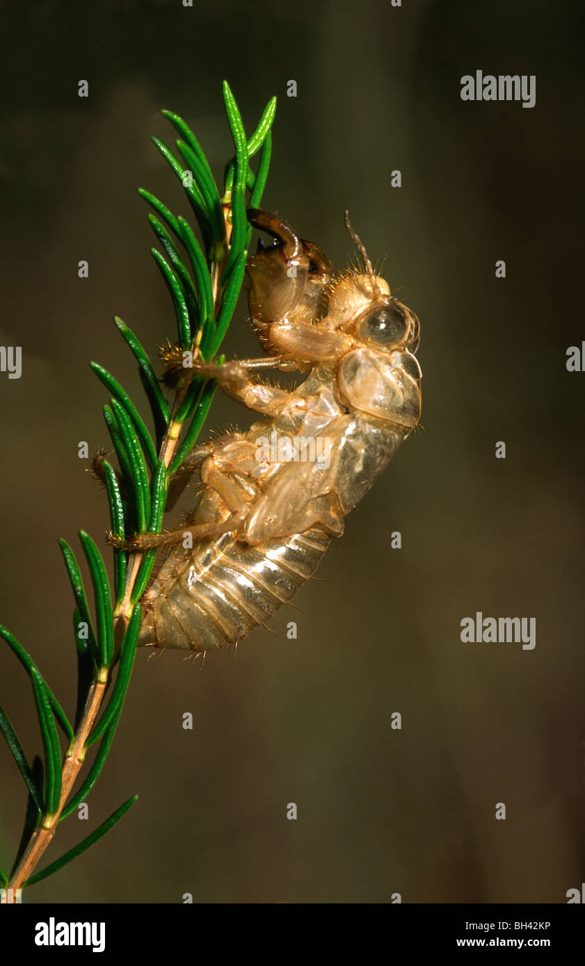 Nymph skin (Cicada orni) attached to pine stem in forest in summer ...