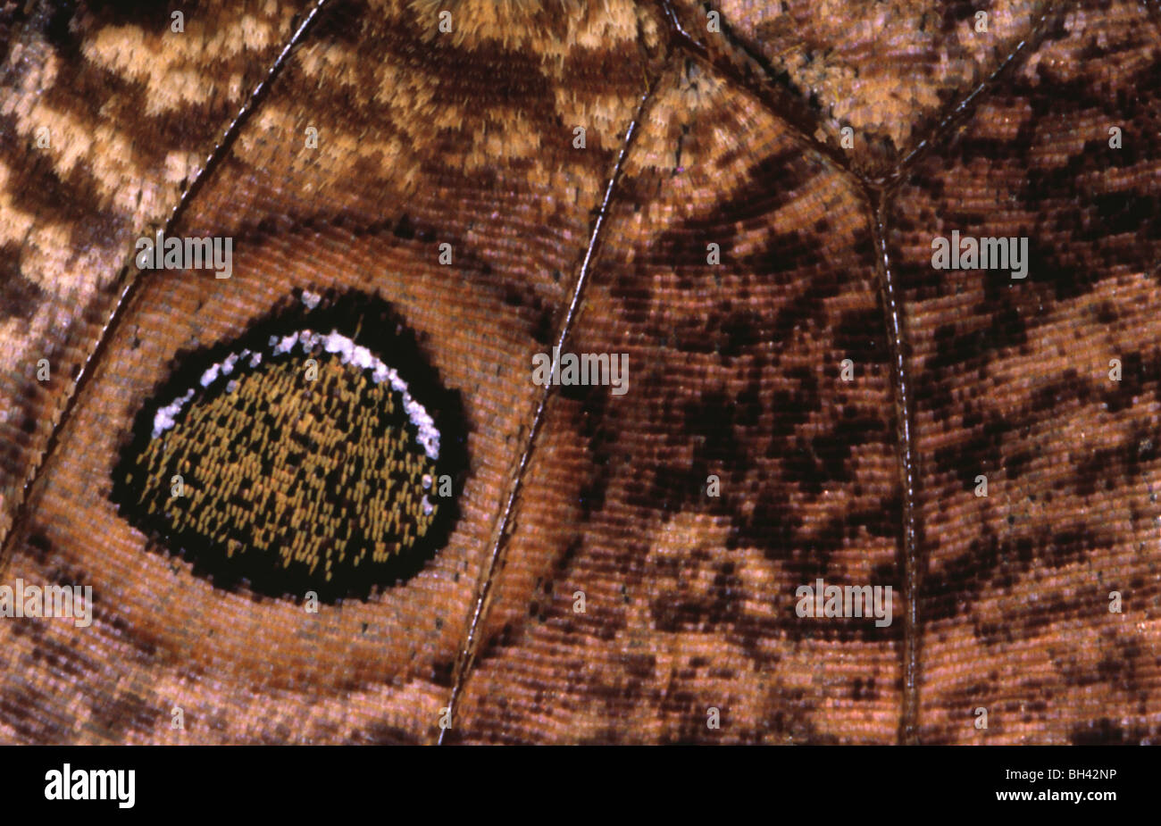 Macro image of wing-tip eye-spot on underside of butterfly wing (Caligo ...