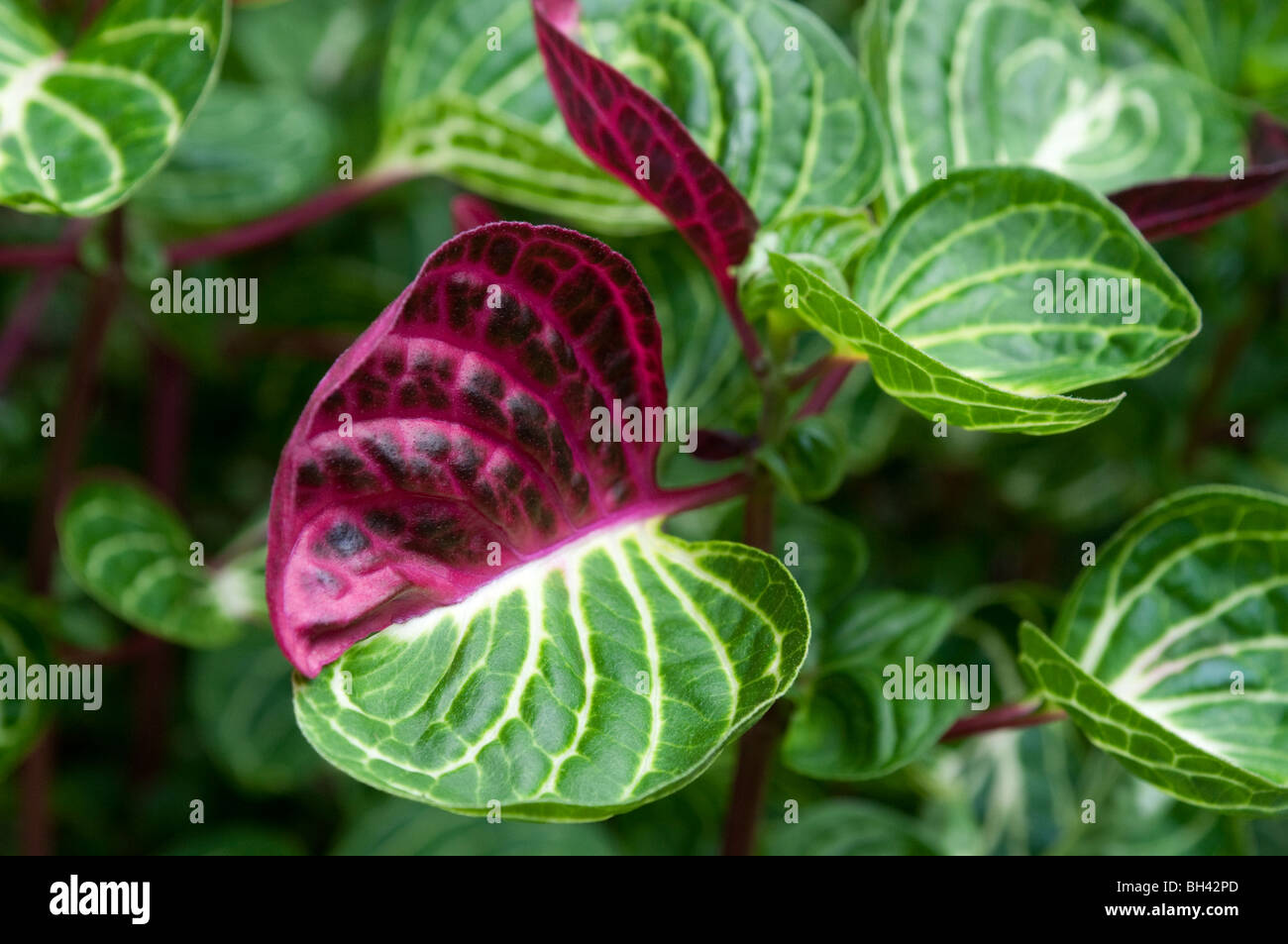 Red and green leaf Stock Photo - Alamy