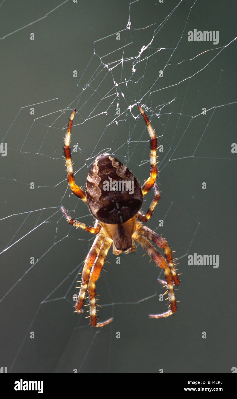 Upside down spider hi-res stock photography and images - Alamy