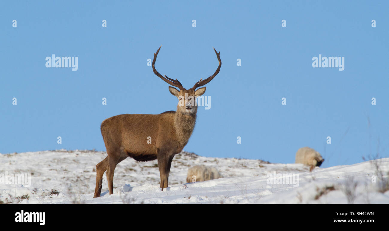 Red deer (Cervus elaphus) stags in the Scottish Highlands, north of ...