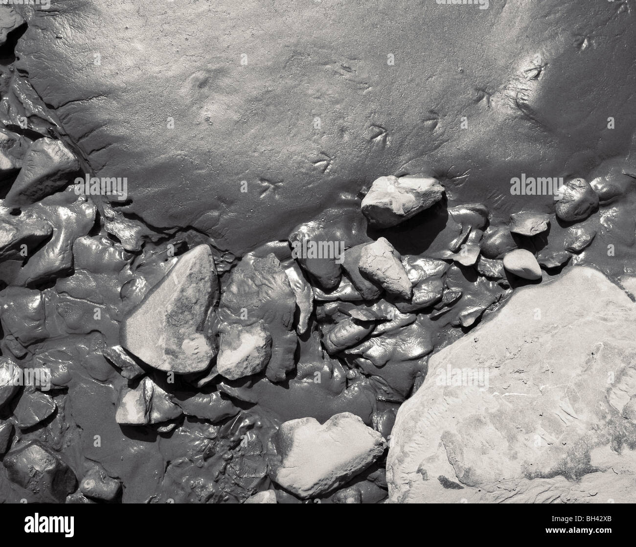 Mud prints hi-res stock photography and images - Alamy