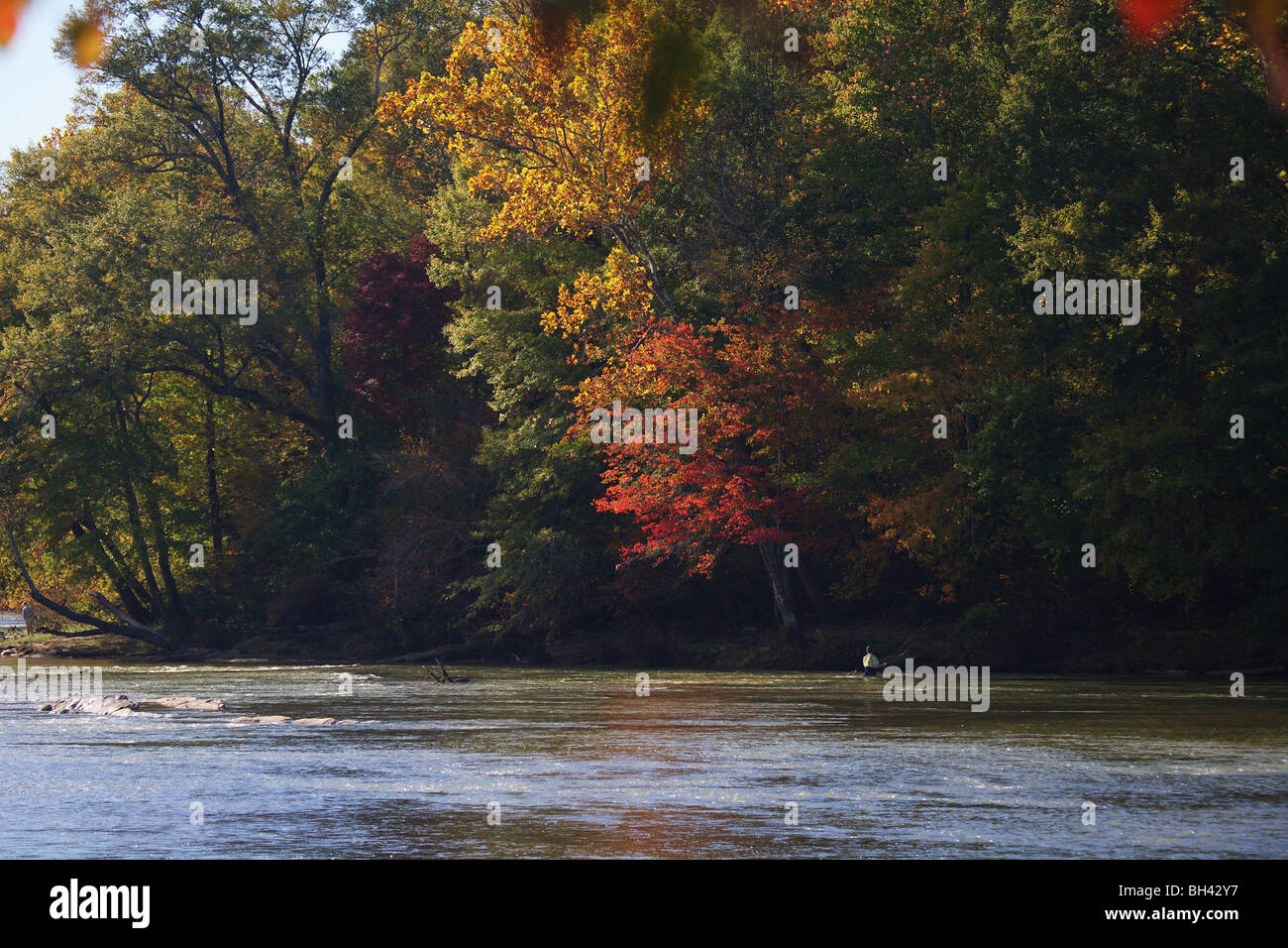 FLY FISHERMAN FISHING IN RIVER FALL AUTUMN COLOR TREES AND LEAVES Stock ...