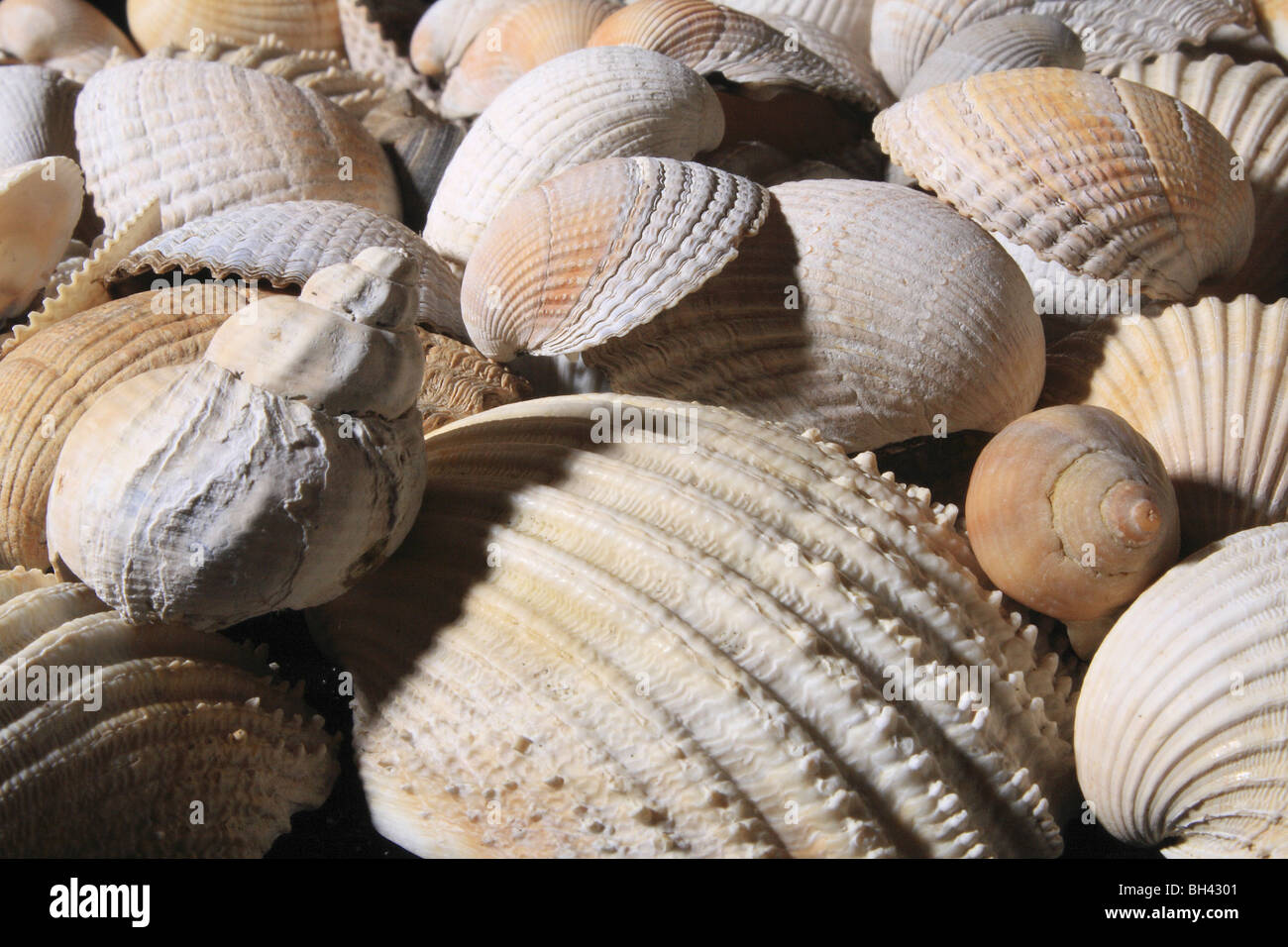 Closeup of Brachipod seashells on beach Stock Photo - Alamy