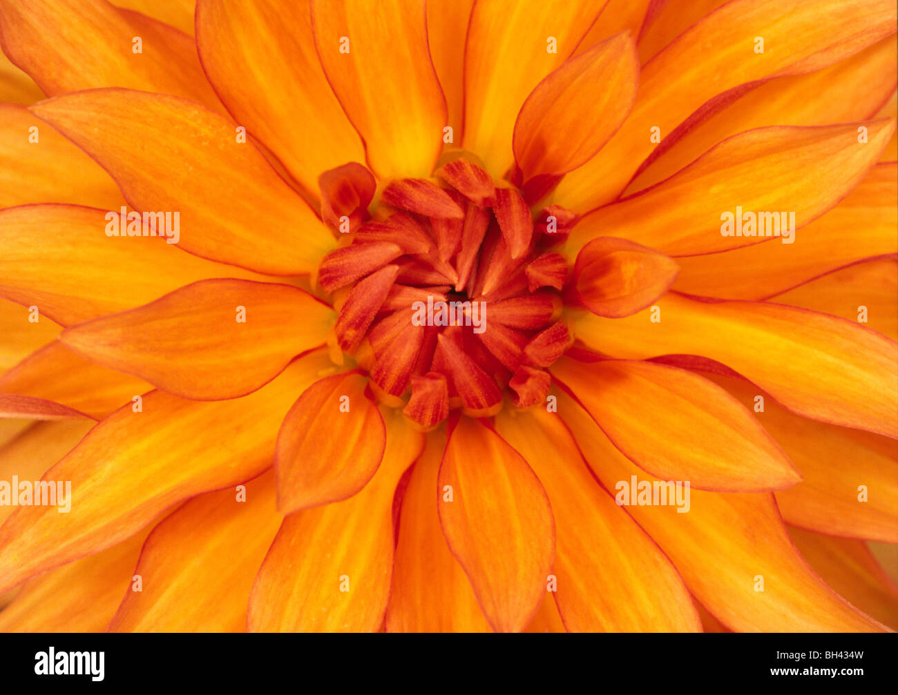 Flower with orange centre hi-res stock photography and images - Alamy