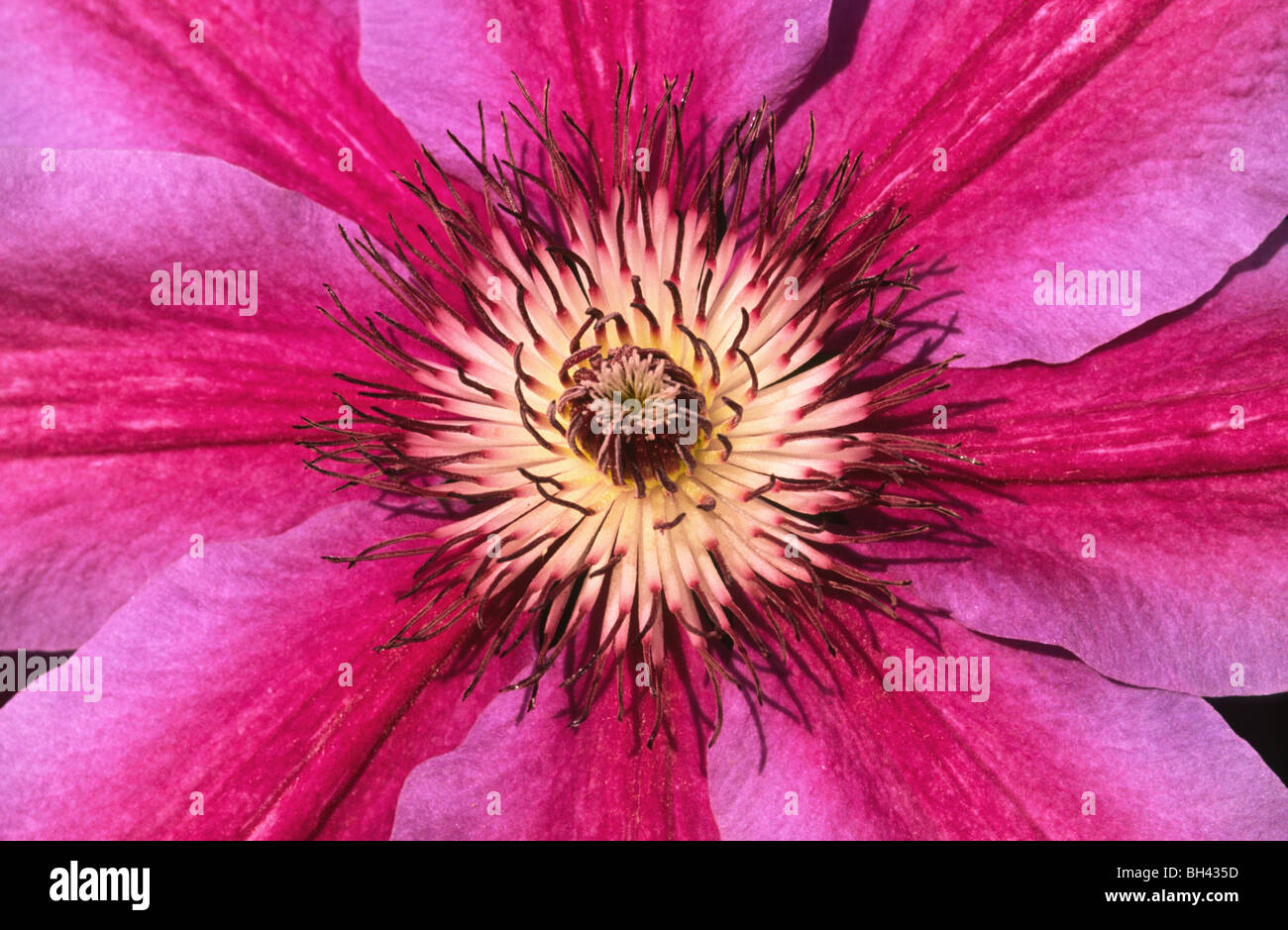Clematis fireworks hi-res stock photography and images - Alamy