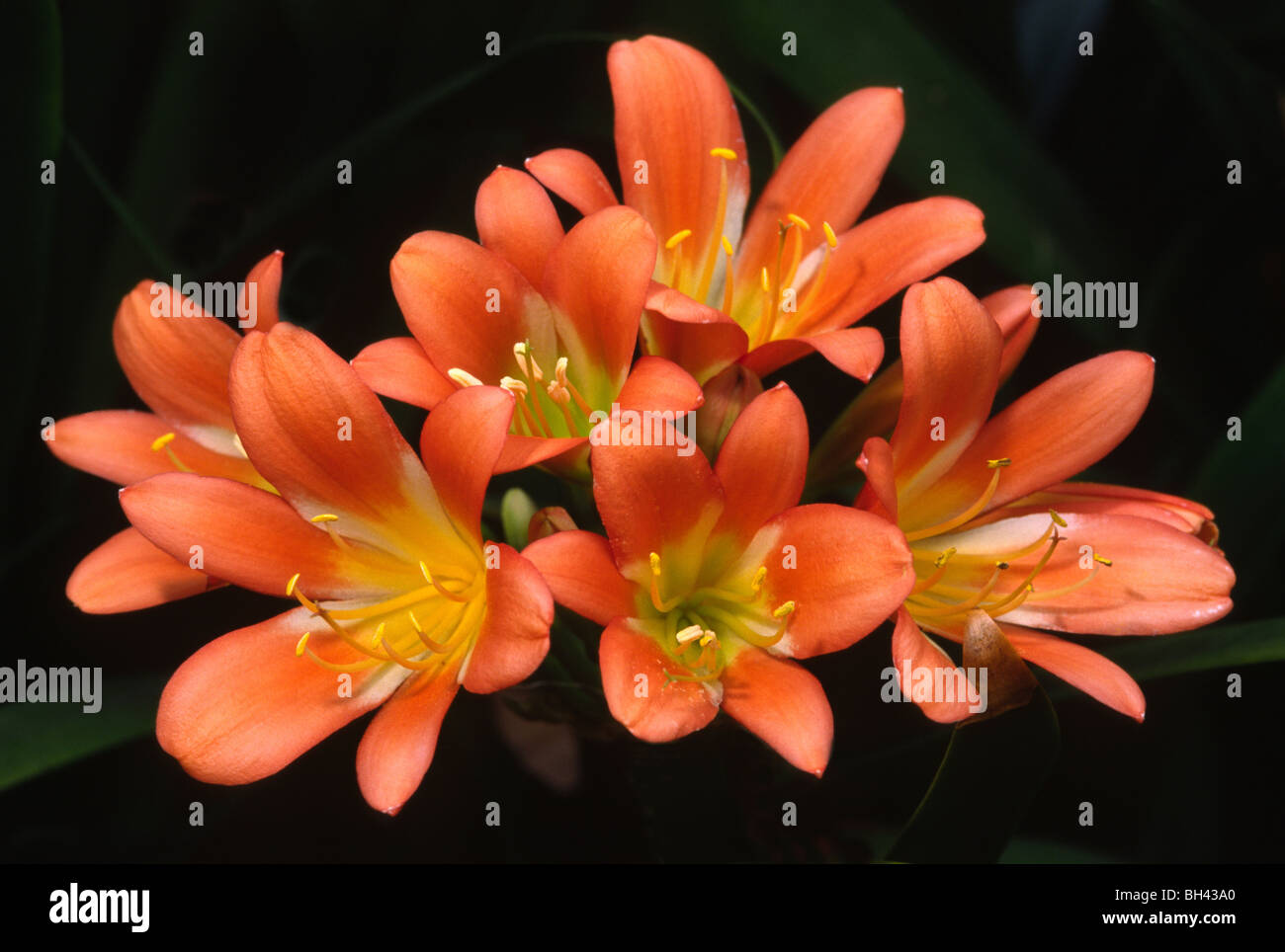 Spray of lilies hi-res stock photography and images - Alamy