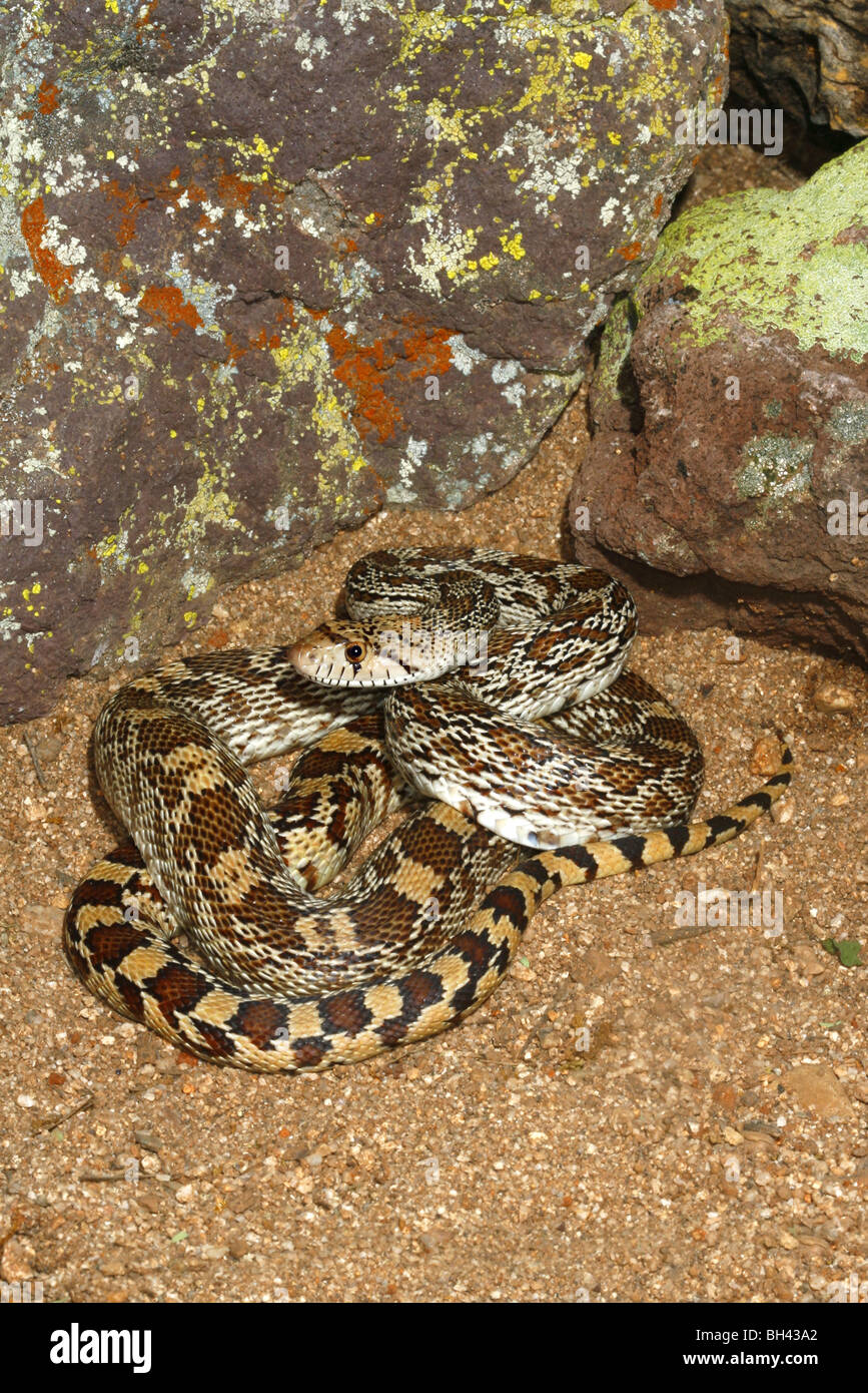Gopher snake hi-res stock photography and images - Alamy