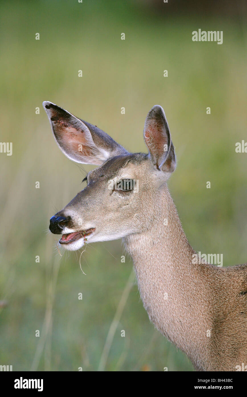 Doe eyed deer hi-res stock photography and images - Alamy