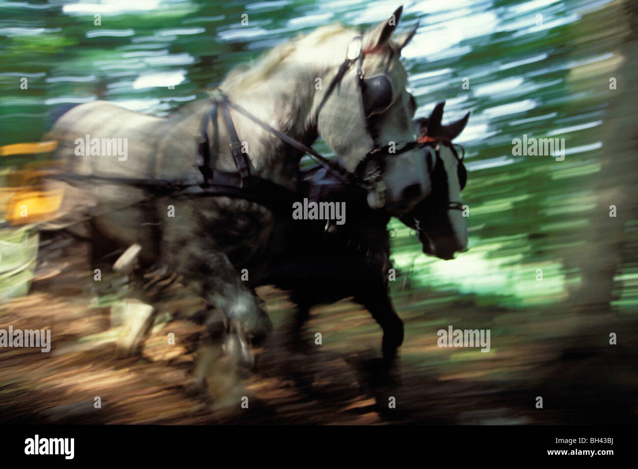 HARNESSING RACING OF PERCHERON HORSES, ORNE (61), NORMANDIE, FRANCE ...