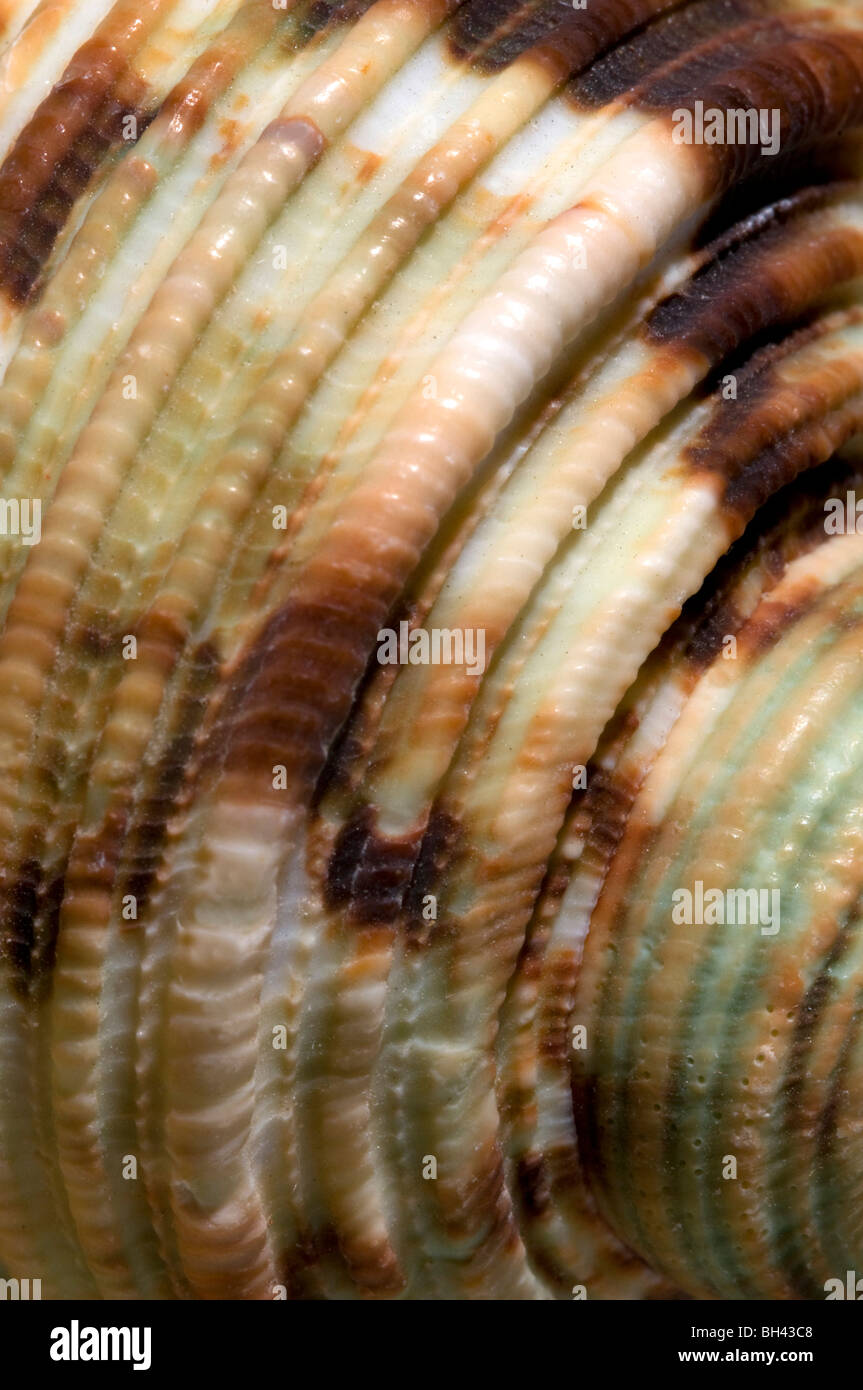 Close up of tortoise shell showing pattern and texture Stock Photo - Alamy