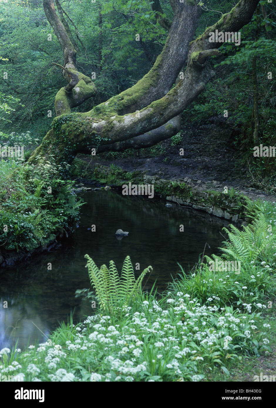 Bishopston Valley Woodland Scene Near Swansea Gower Peninsula South ...