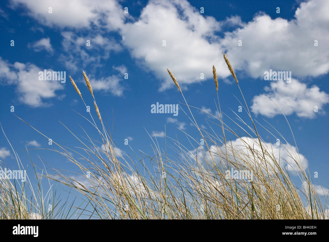 Grasses blowing wind hi-res stock photography and images - Alamy