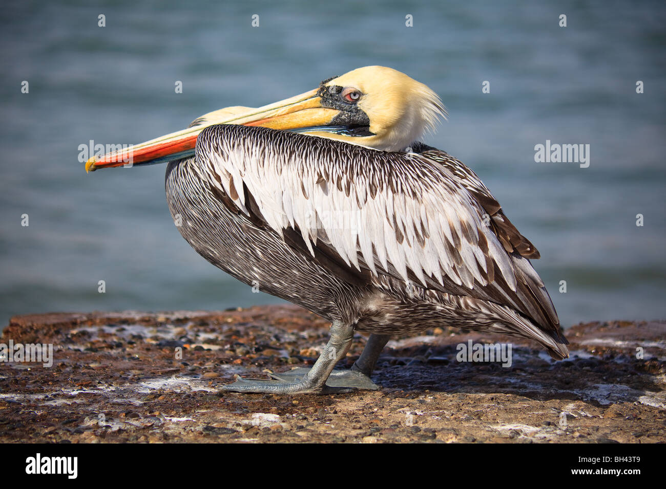 Pelikan hi-res stock photography and images - Alamy