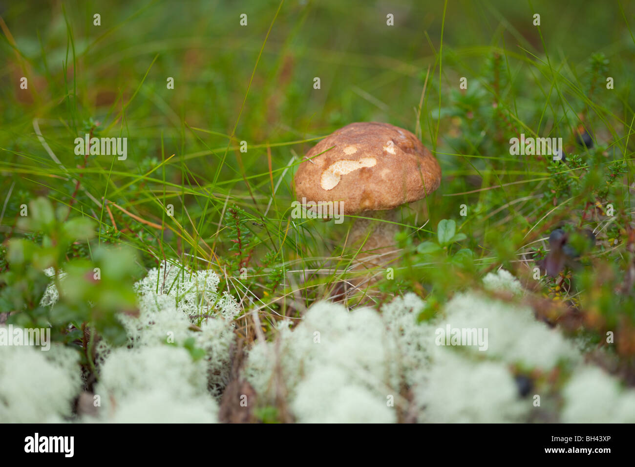 Northern moss hi-res stock photography and images - Alamy