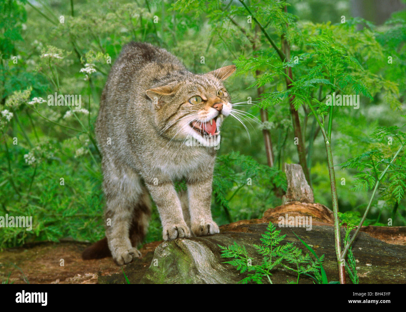 Female Scottish wildcat (Felis sylvestris) snarling. Captive Stock ...