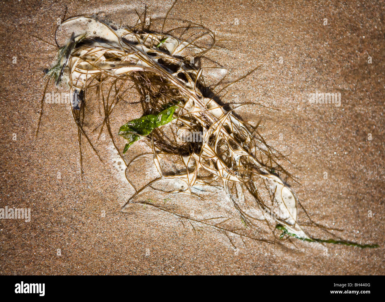 What the tide left behind hi-res stock photography and images - Alamy