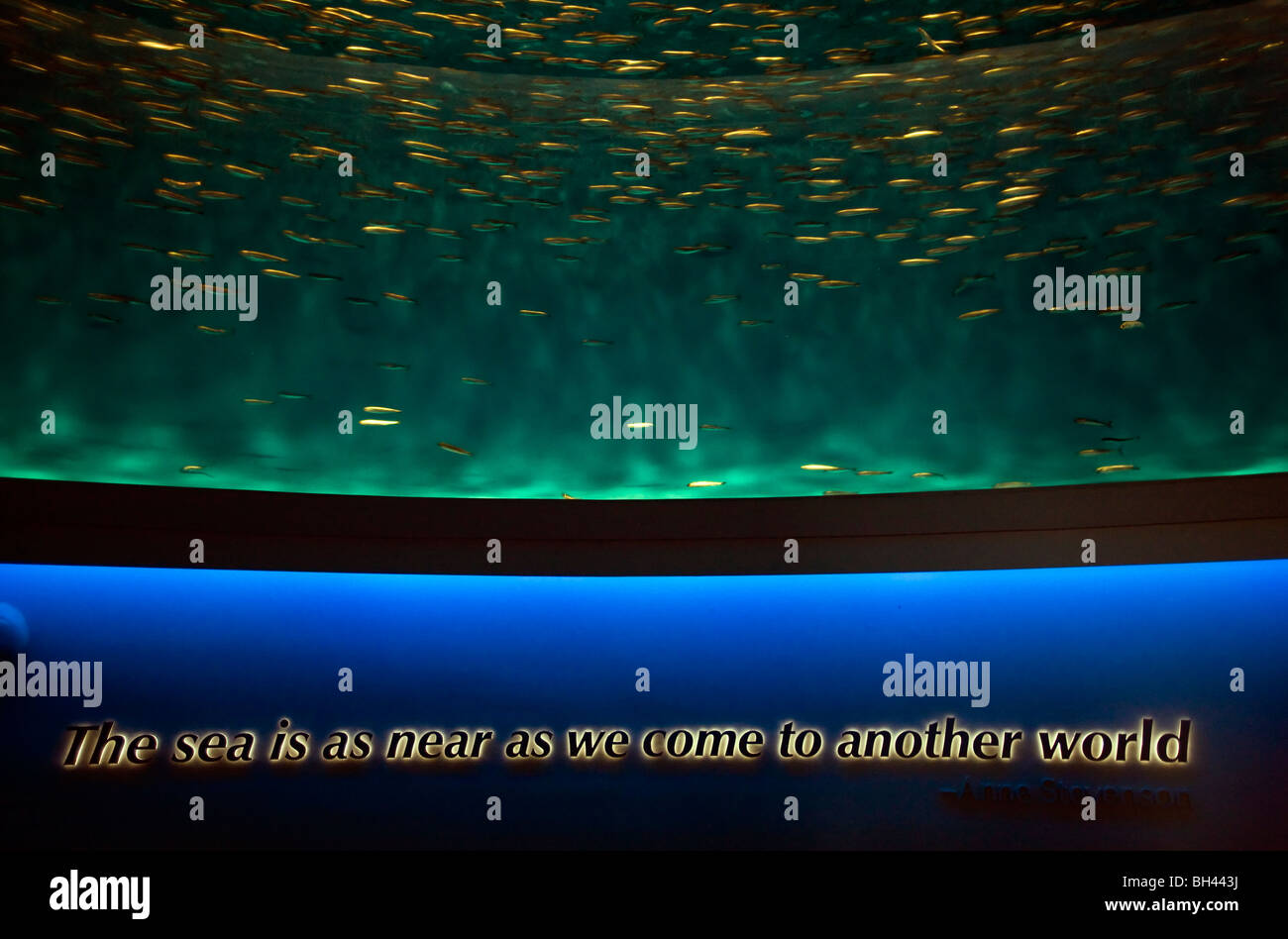 Us marine tank hi-res stock photography and images - Alamy