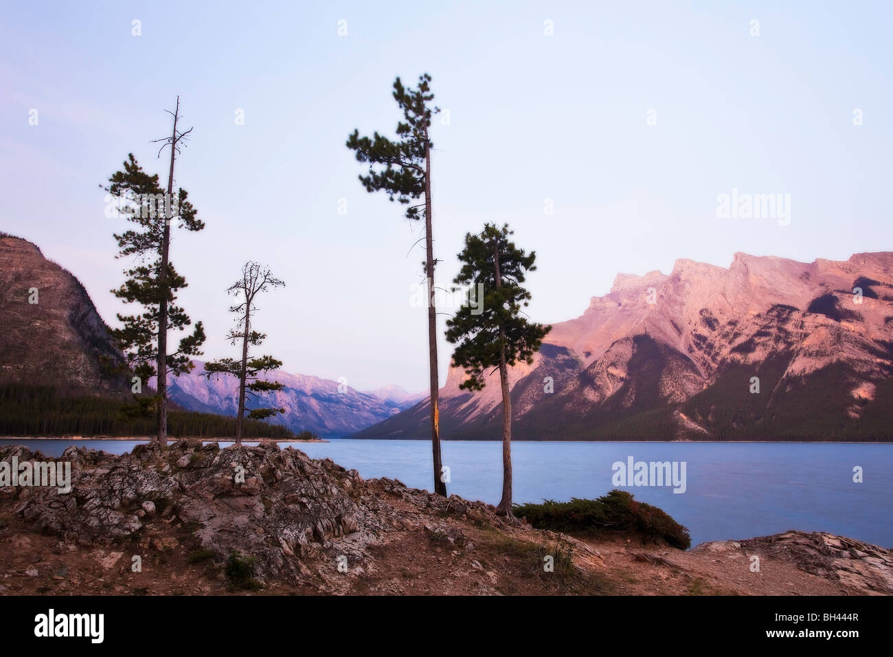 Lodgepole Pine trees and Lake Minnewanka at dusk. Banff National Park ...