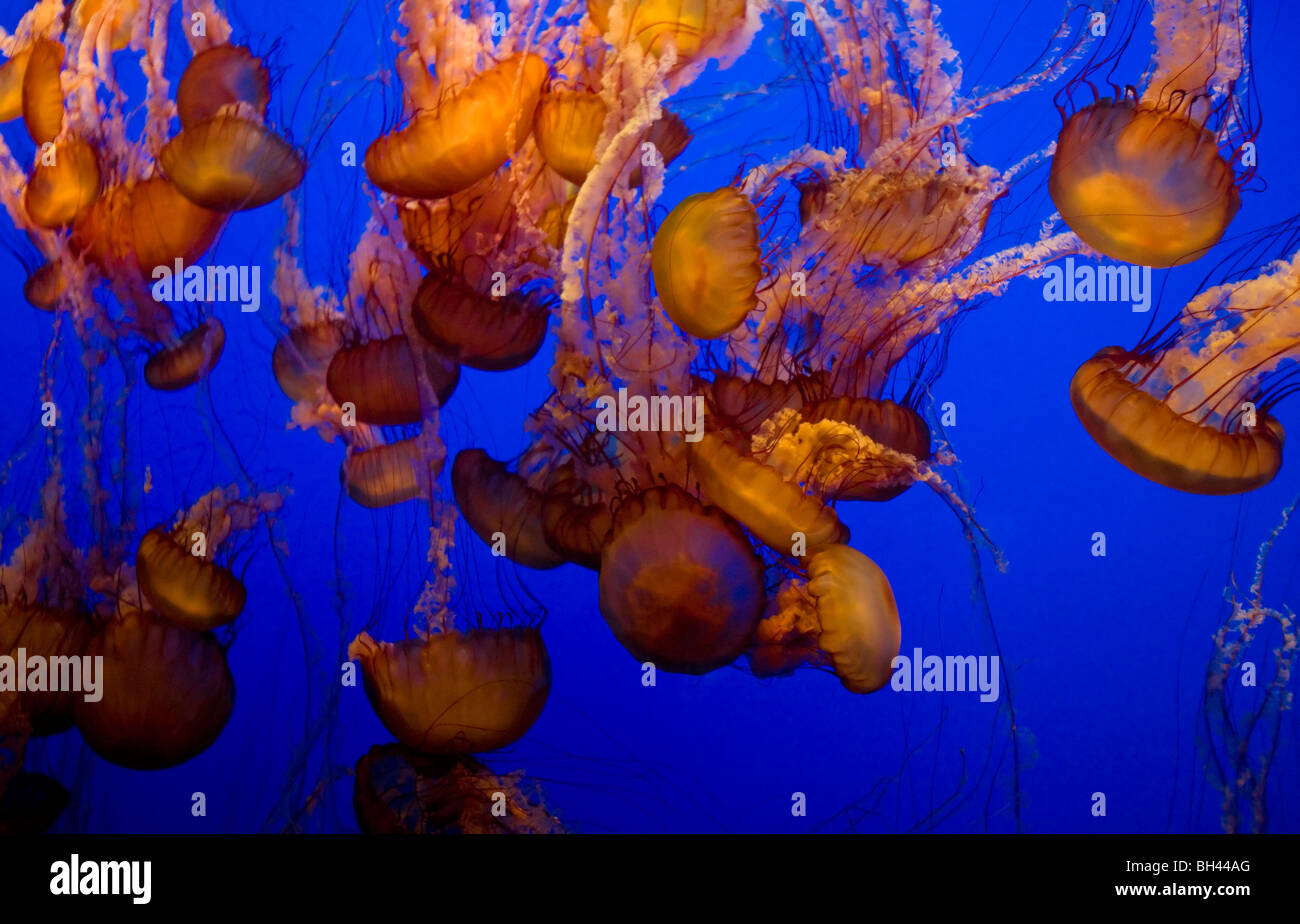 A tank full of Sea nettle (Chrysarora fuscescens) at Monterey Bay ...