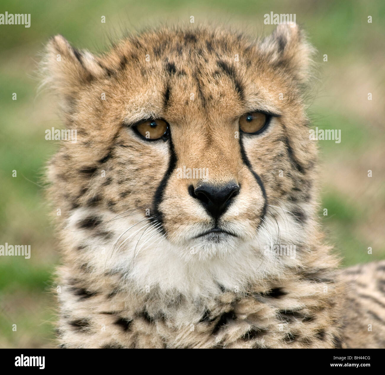 Close up of cheetah face (Acinonyx jubatus). Captive Stock Photo - Alamy