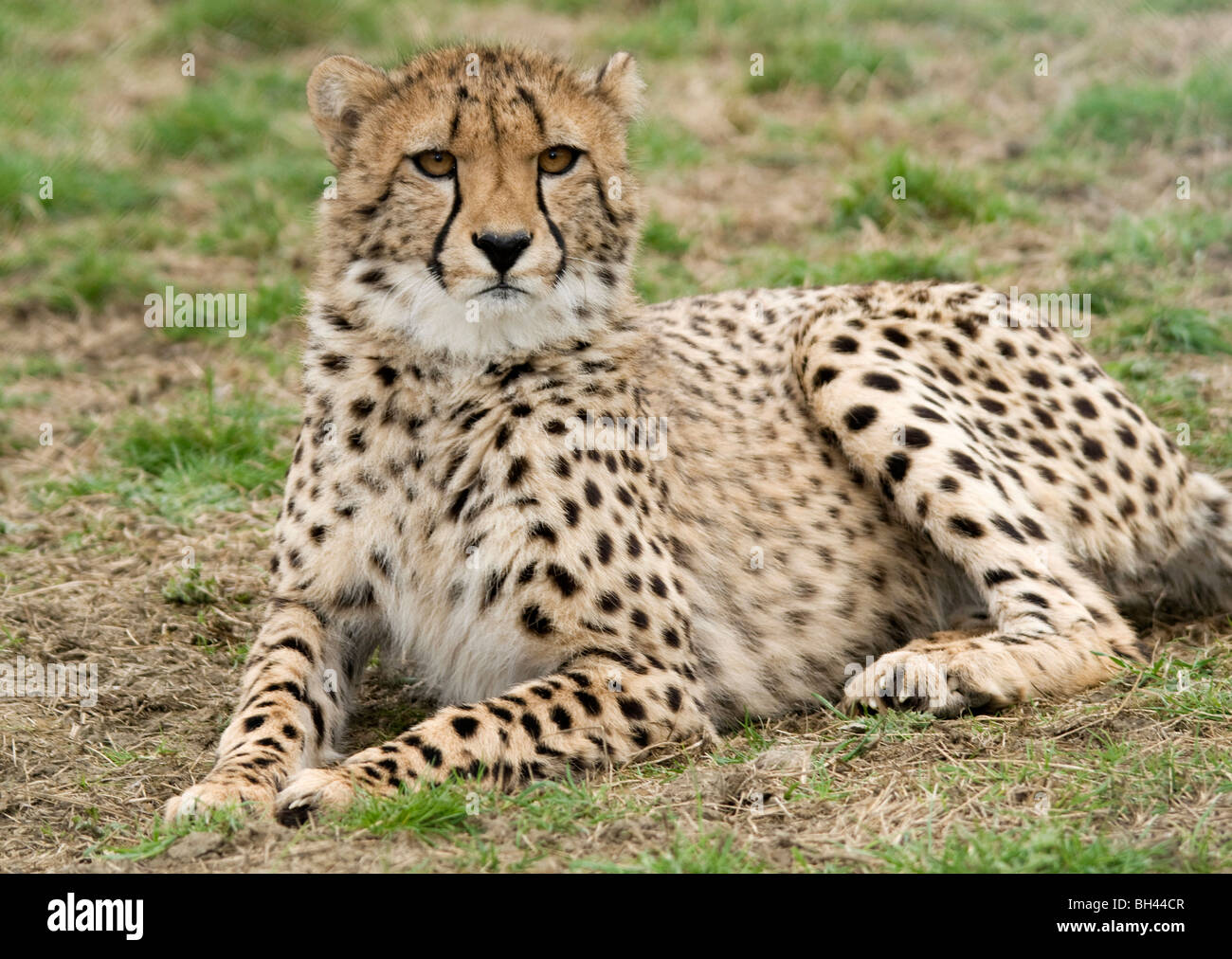 Adult cheetah animal (Acinonxy jubatus) lying down resting. Captive ...
