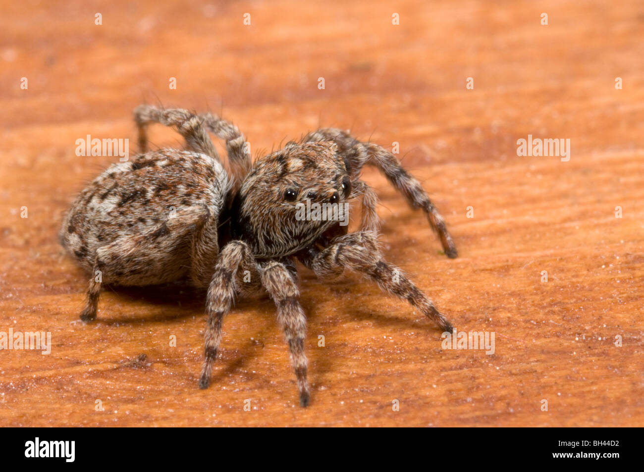 Female spider (Sitticus pubescens) on window ledge in house Stock Photo ...