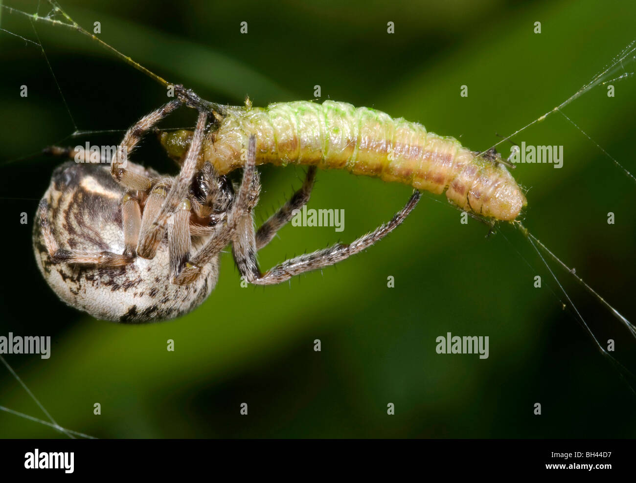 Spider (Larinoides cornutus) female eating caterpillar Stock Photo - Alamy