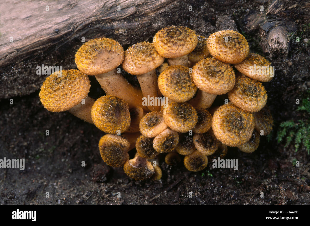 Armillaria armillaria hi-res stock photography and images - Alamy