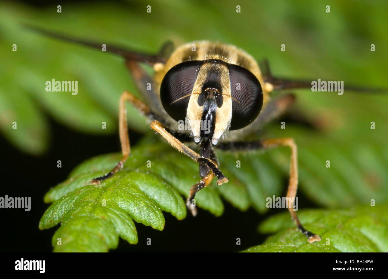 Hover fly (Helophilus pendulus) face and eyes Stock Photo - Alamy