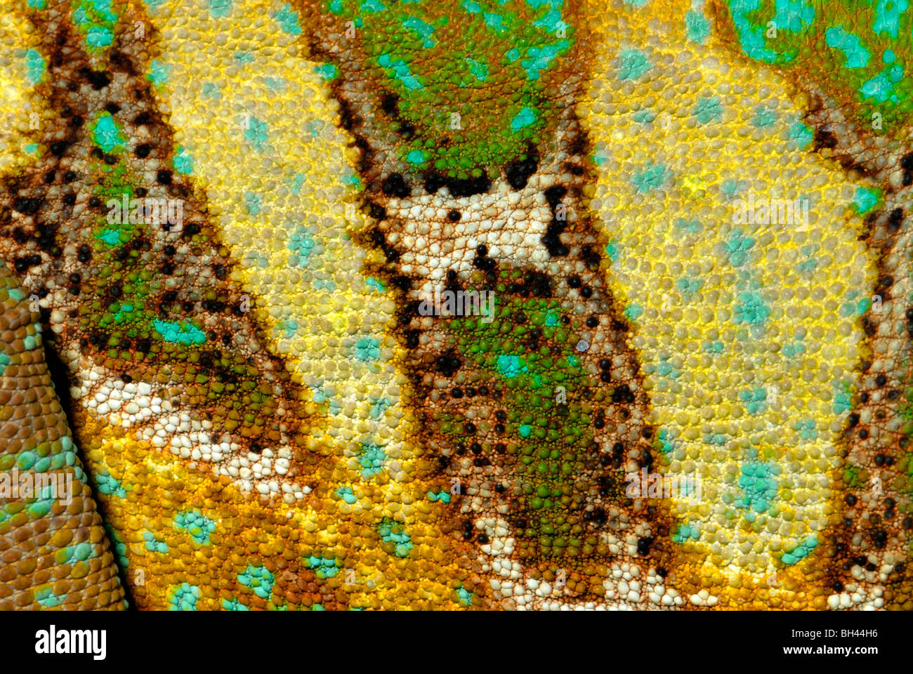Close up of chameleon skin texture (Chameleon calyptratus Stock Photo ...