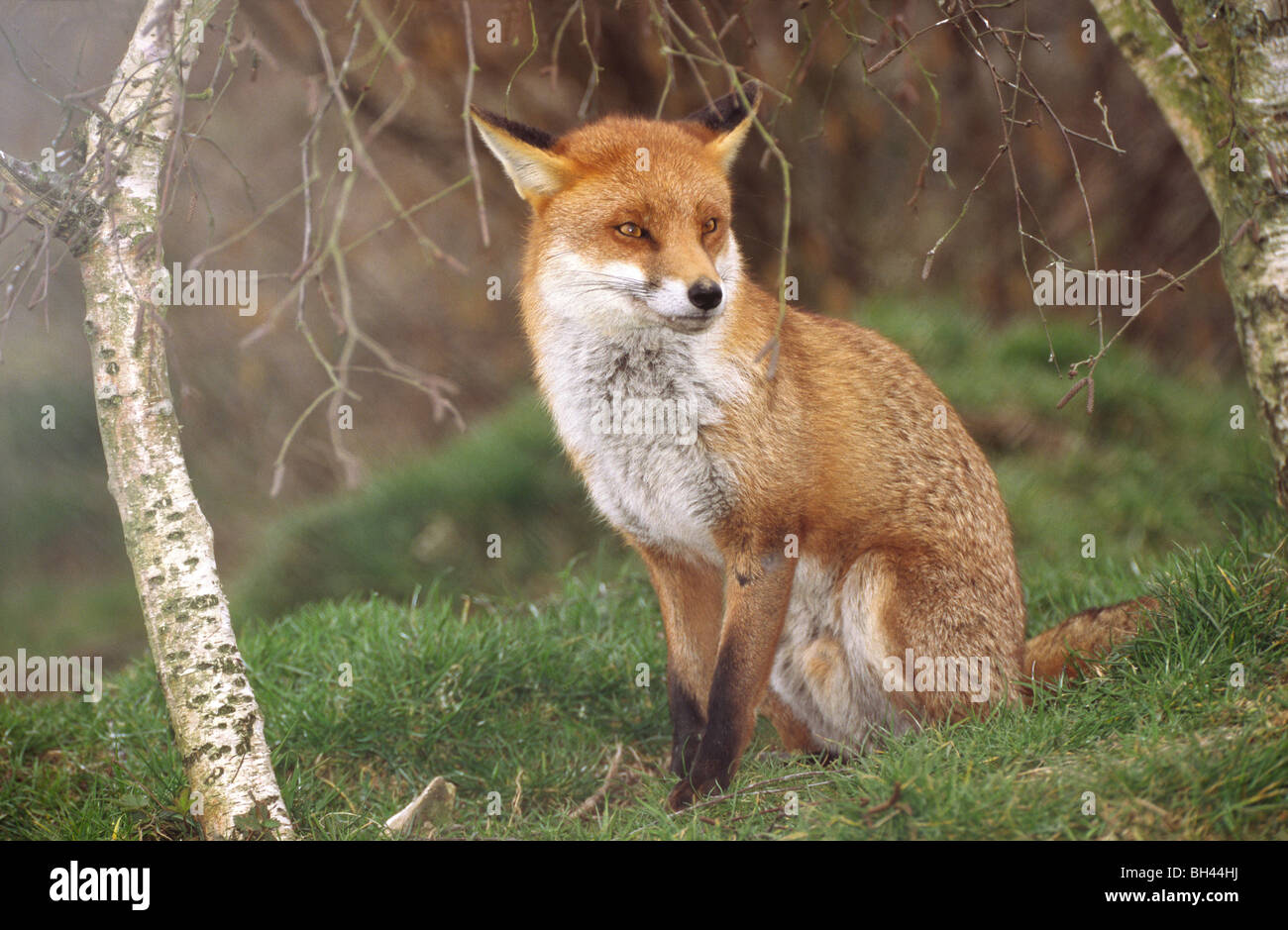 Adult british fox hi-res stock photography and images - Alamy