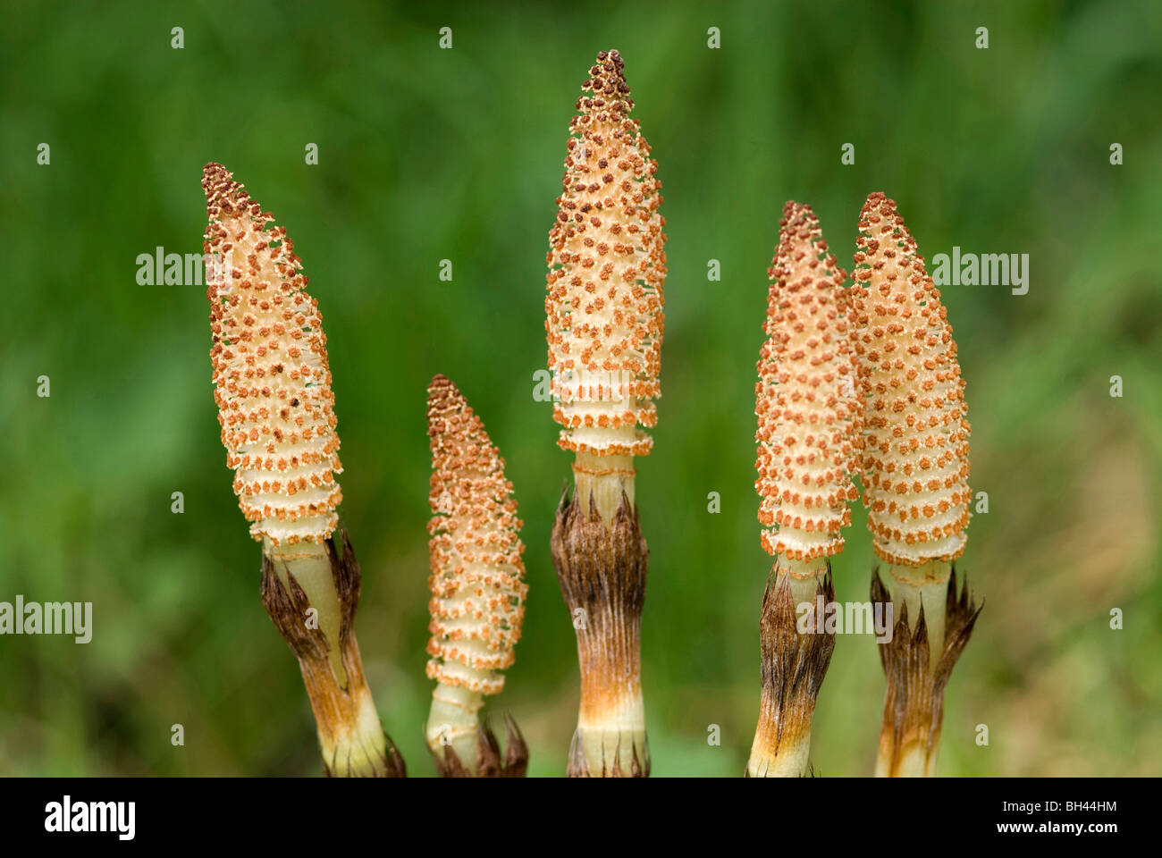 Fertile stems of horsetail (Equisetum telmateia) growing in group at ...