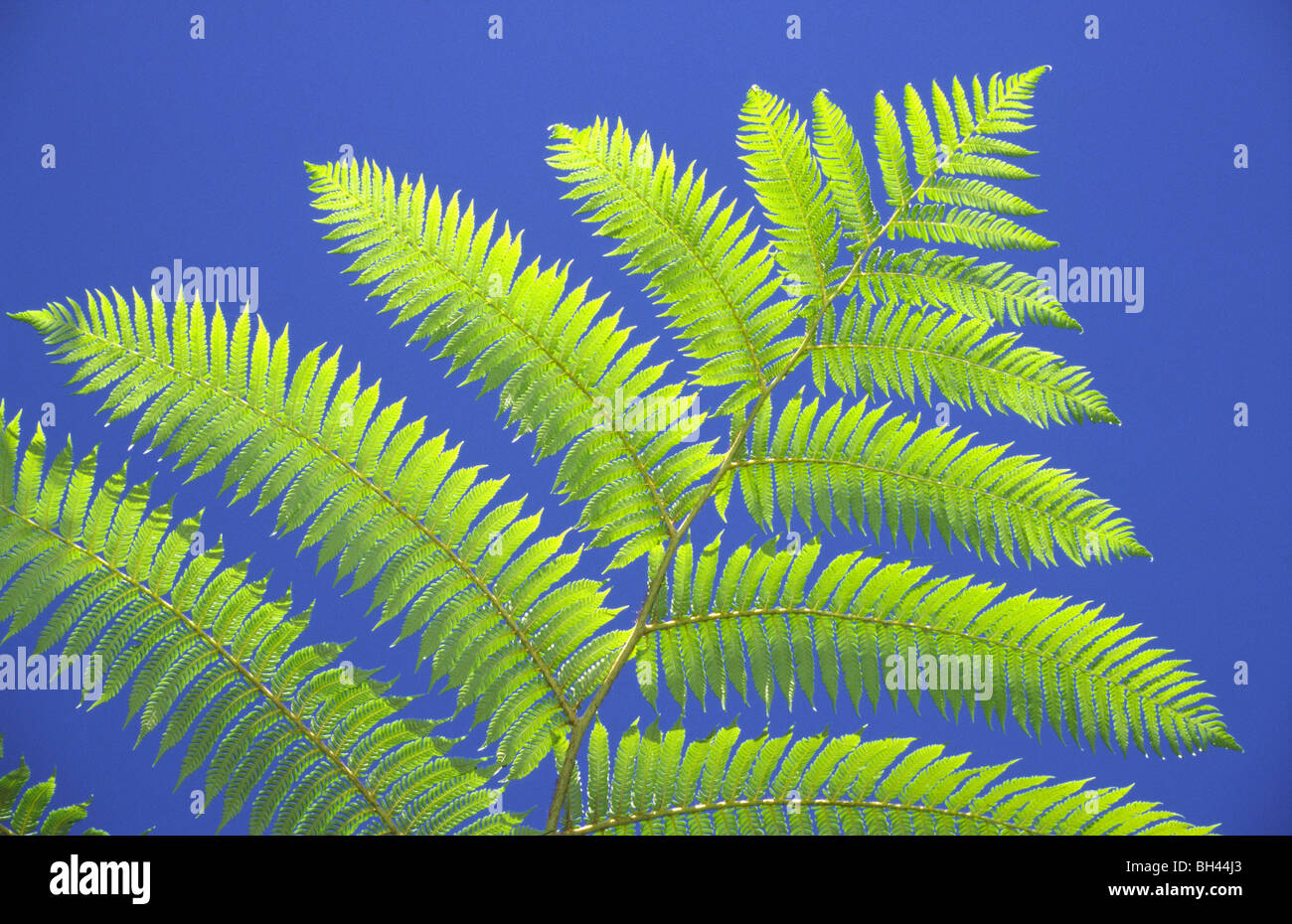 A fern leaf hi-res stock photography and images - Alamy